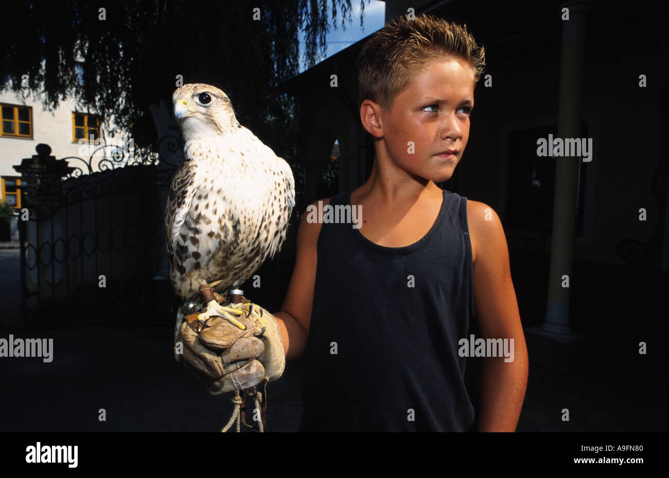 boy with saker falcon (Falco cherrug), bird of prey, falconry, hawking ...