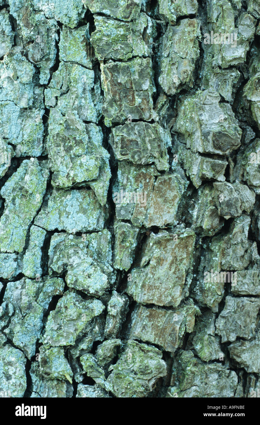 common pear (Pyrus communis), detail of the bark Stock Photo - Alamy
