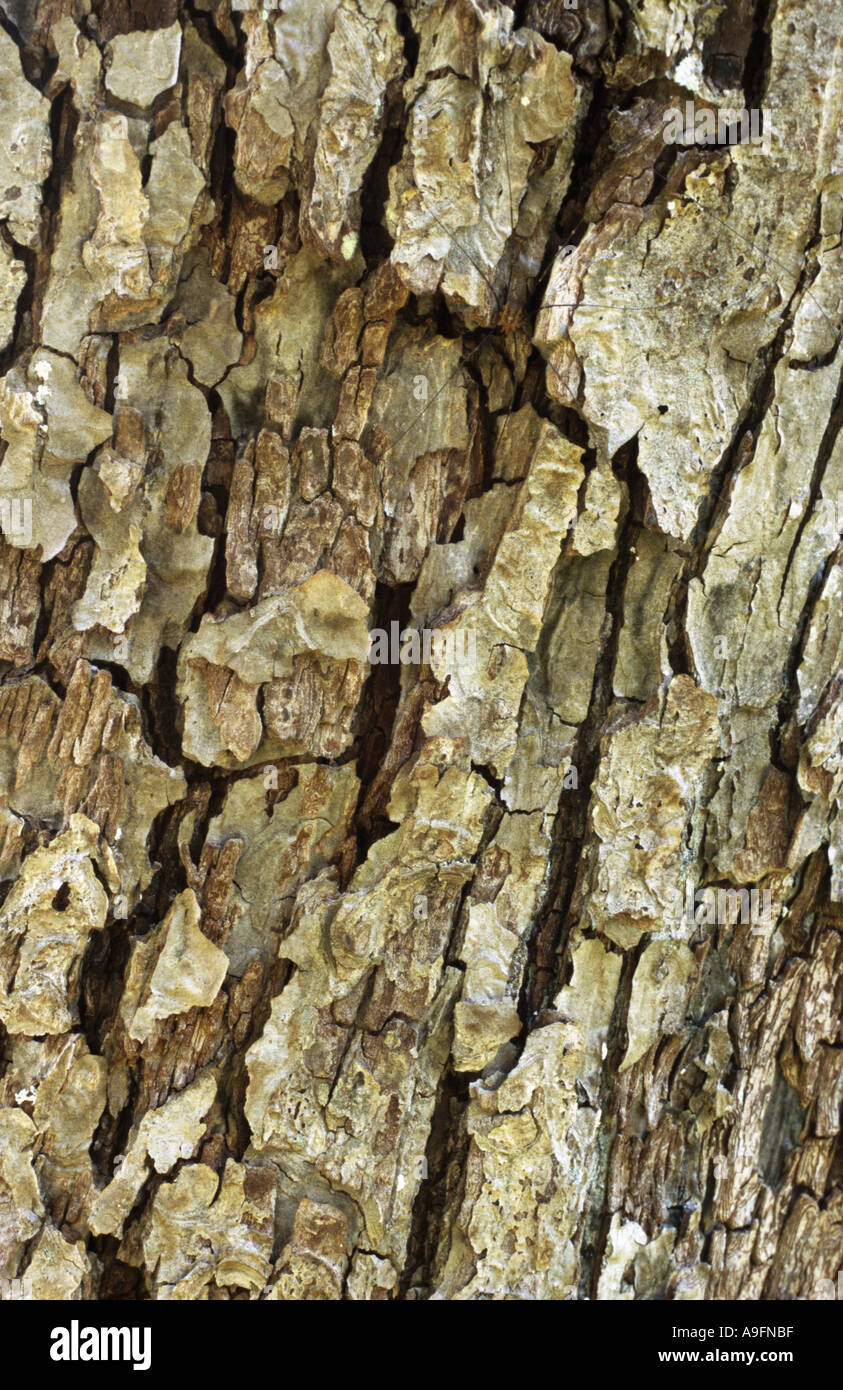 Apple tree malus domestica bark hi-res stock photography and images - Alamy