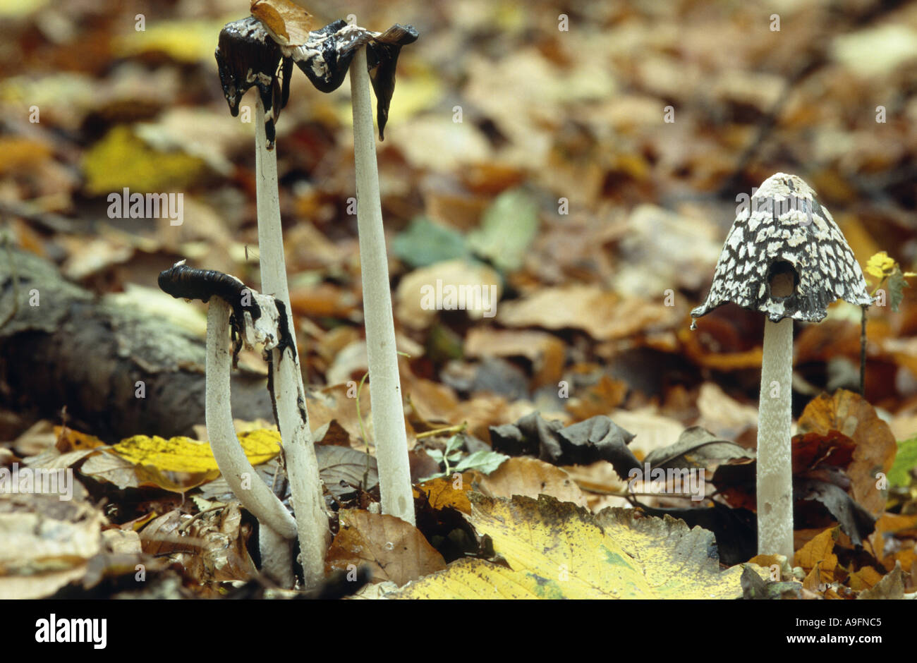 Magpie inkcaps hi-res stock photography and images - Alamy