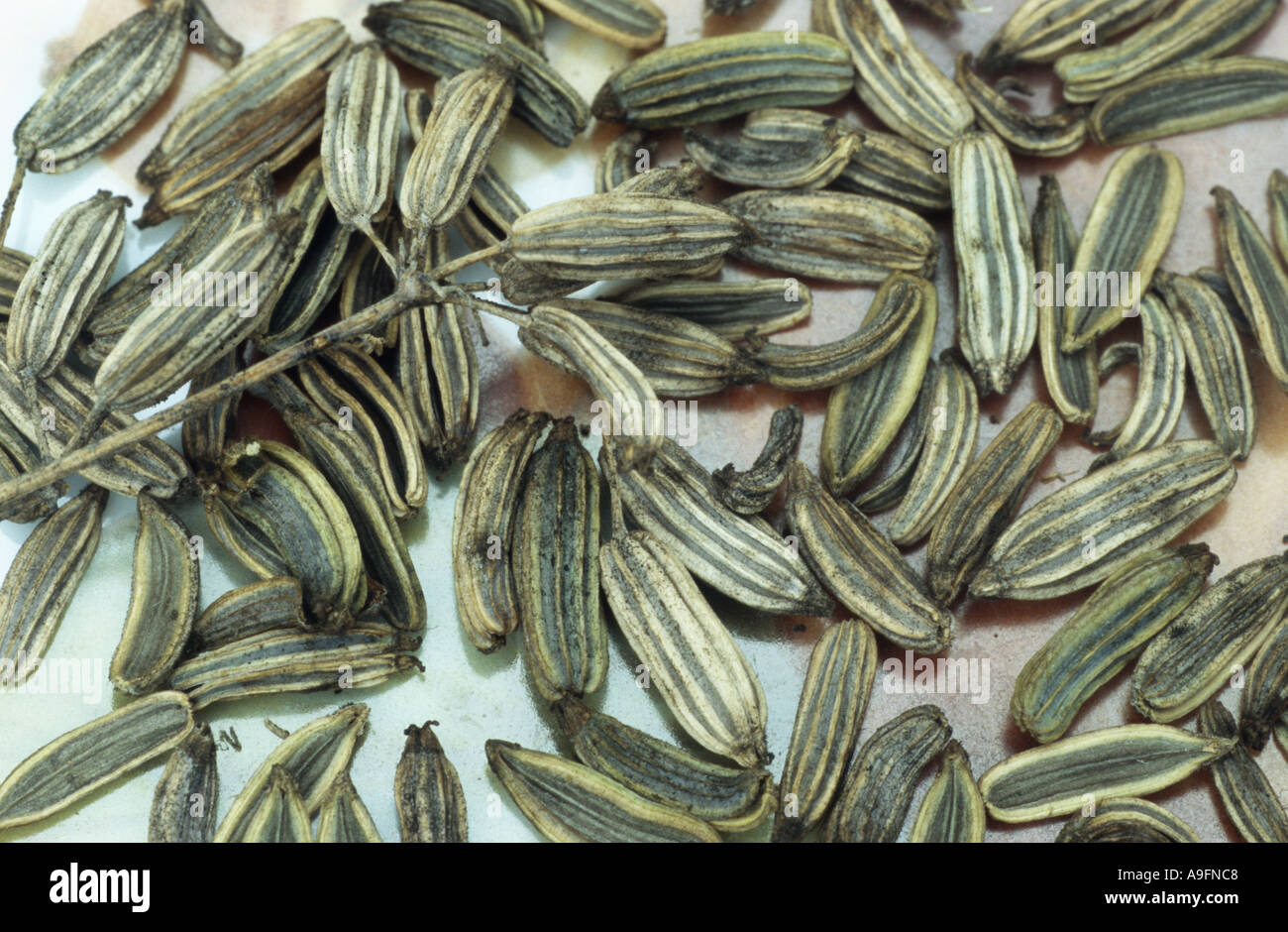 sweet fennel (Foeniculum vulgare), seeds Stock Photo - Alamy