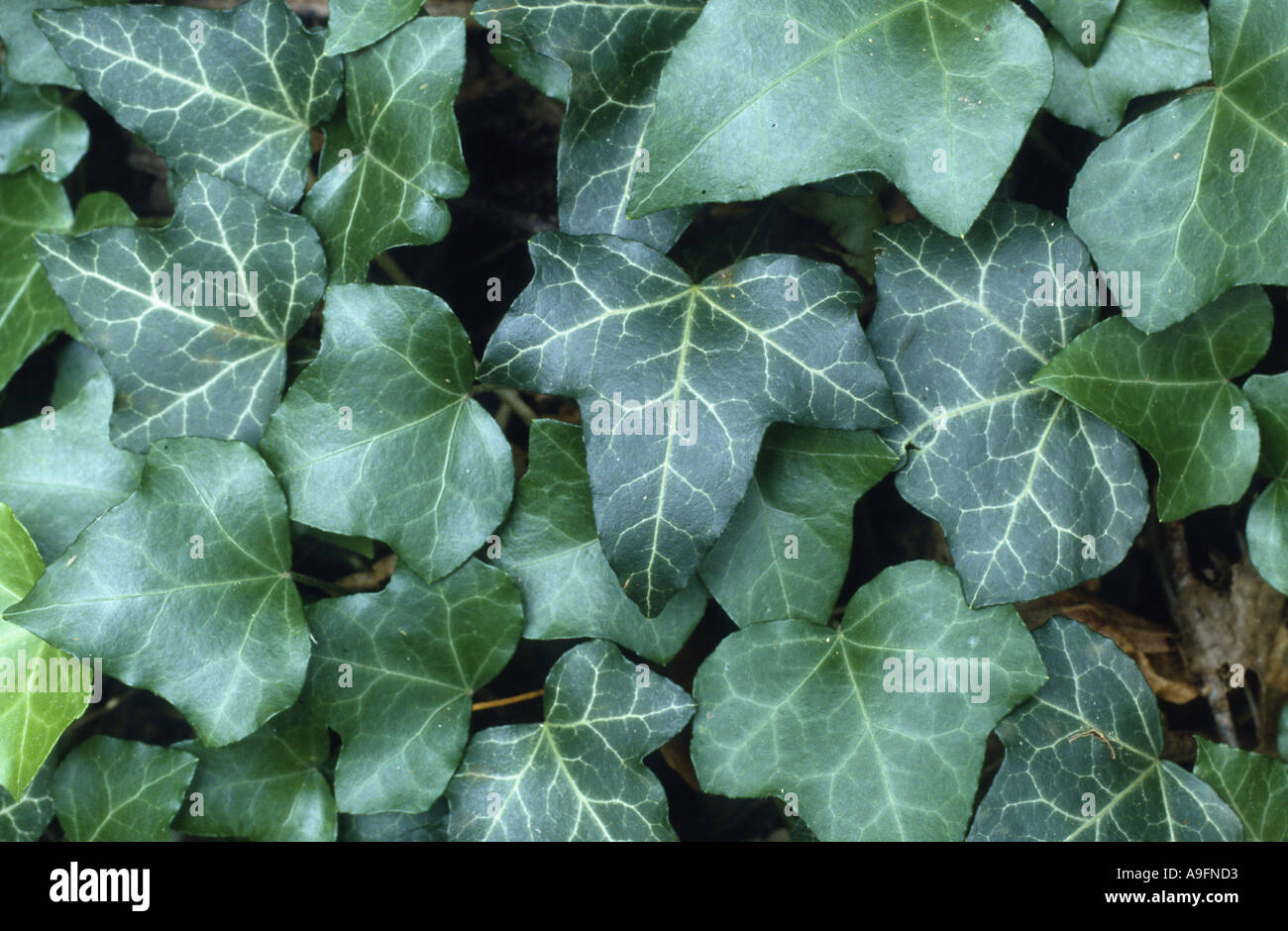 English ivy, common ivy (Hedera helix), leaves Stock Photo - Alamy