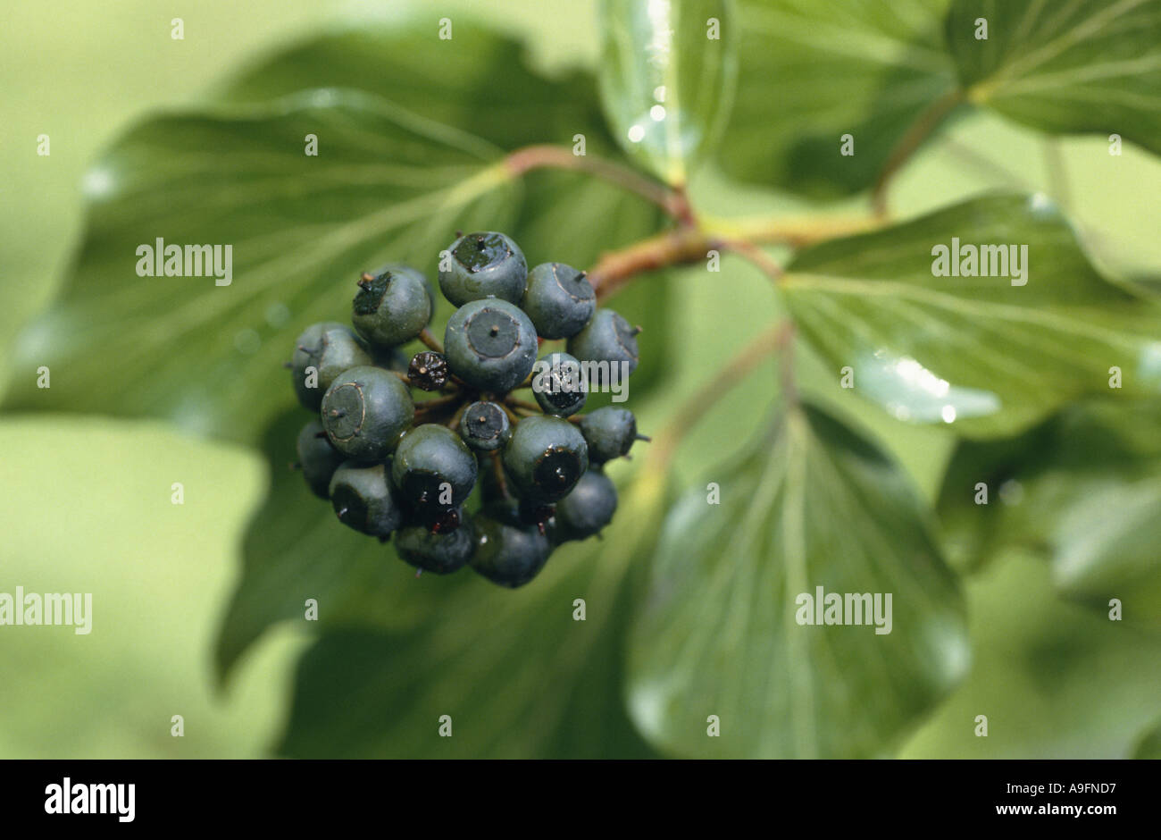 English ivy, common ivy (Hedera helix), ripe fruits Stock Photo - Alamy
