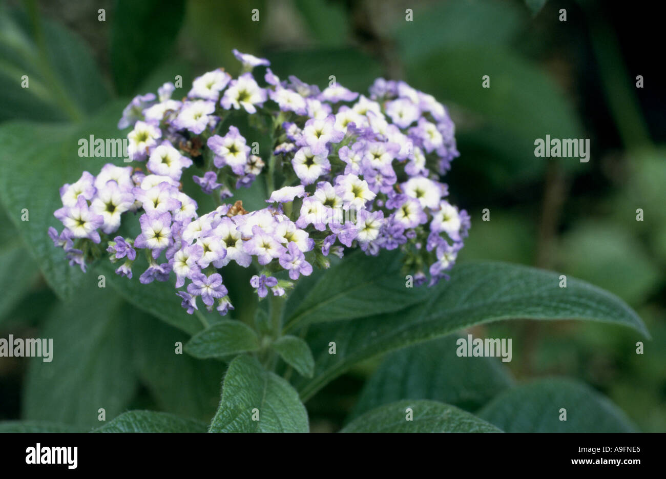 Heliotrope family hi-res stock photography and images - Alamy