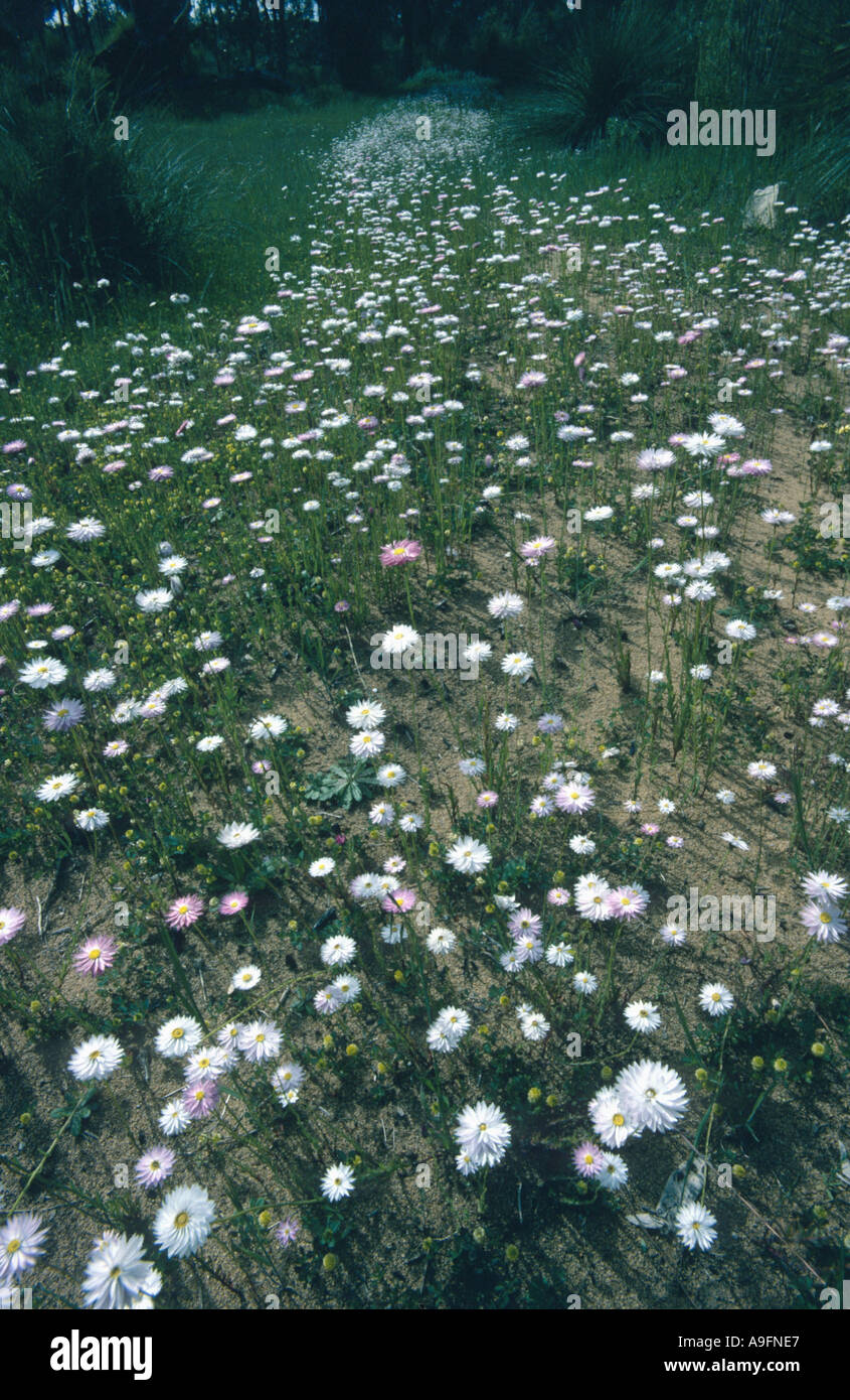 acroclinium (Helipterum roseum), blooming Stock Photo - Alamy