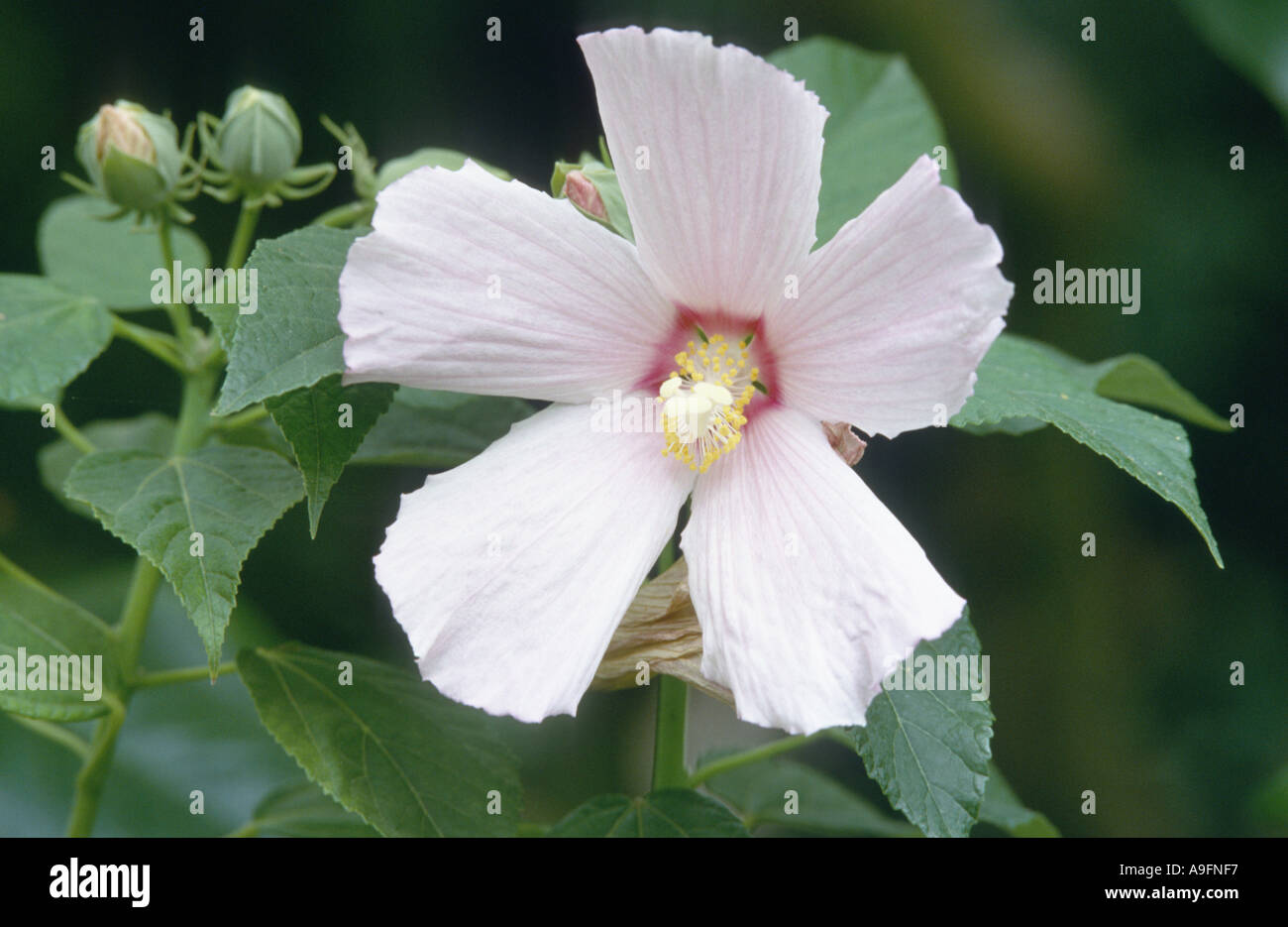 confederate rose (Hibiscus mutabilis), blooming Stock Photo - Alamy