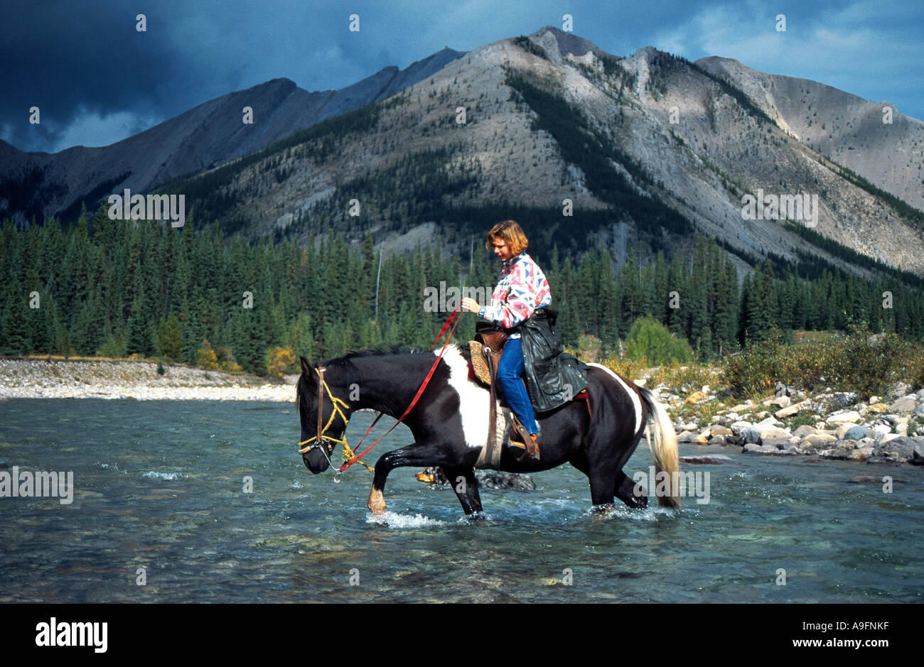 Paint Horse (Equus przewalskii f. caballus), horsewoman riding through ...
