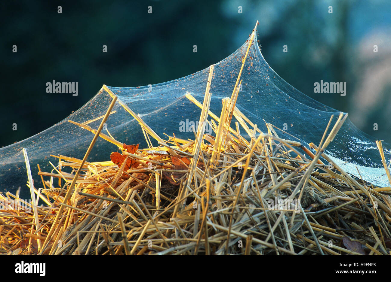 Dung spider hi-res stock photography and images - Alamy