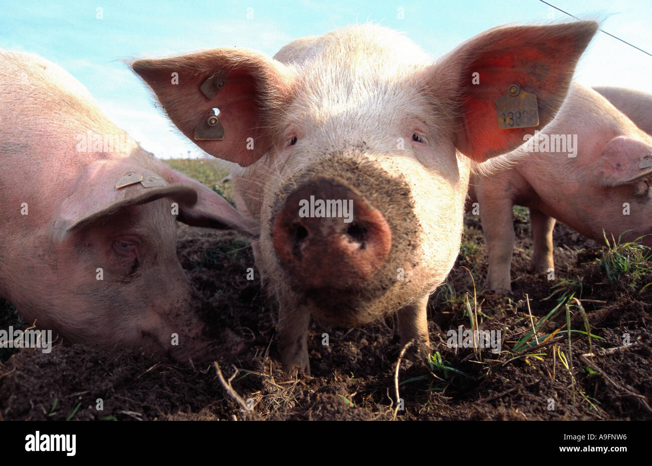 domestic pig (Sus scrofa f. domestica), portrait Stock Photo - Alamy
