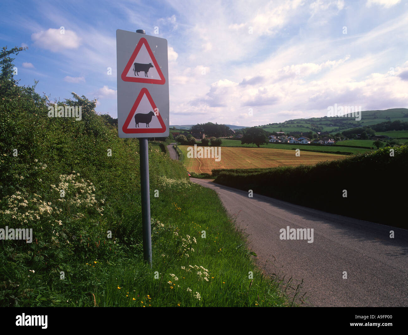 Cattle and Sheep Road Signs on Rural Road near Groes Conwy North West ...