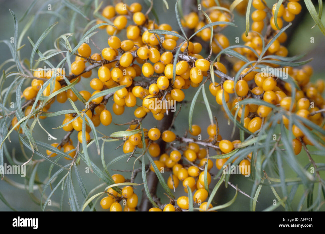 common seabuckthorn (Hippophae rhamnoides), mature fruits Stock Photo ...