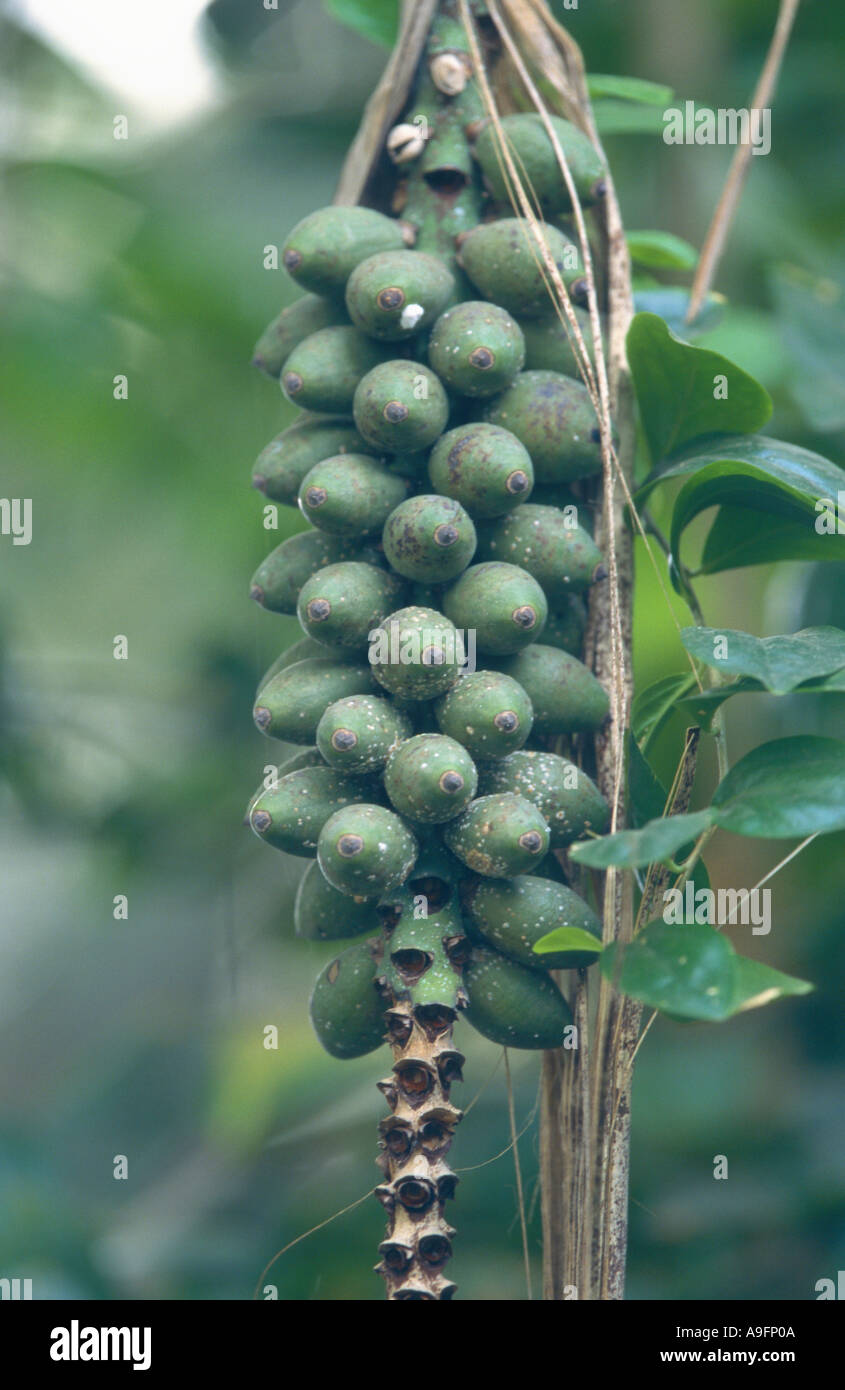 sentry palm, curly plam (Howea belmoreana, Kentia belmoreana), fruits ...