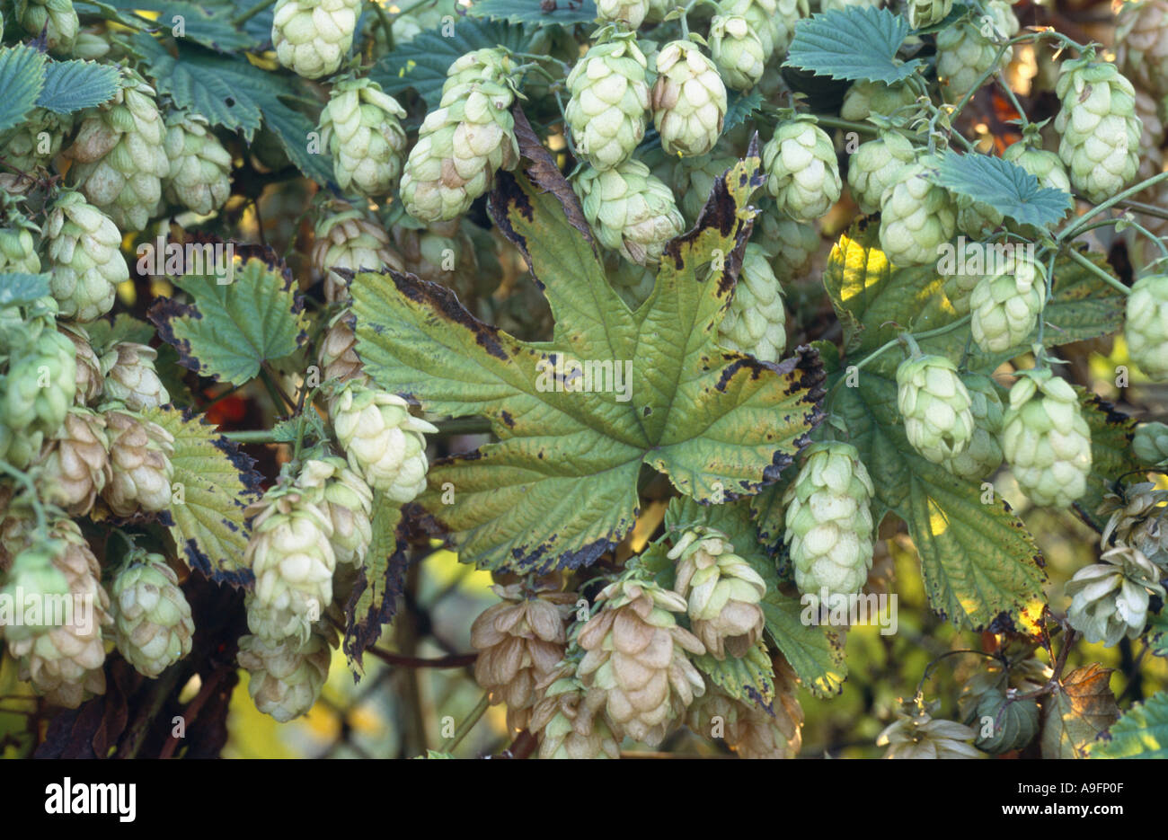 common hop (Humulus lupulus), infructescences of a female plant Stock ...
