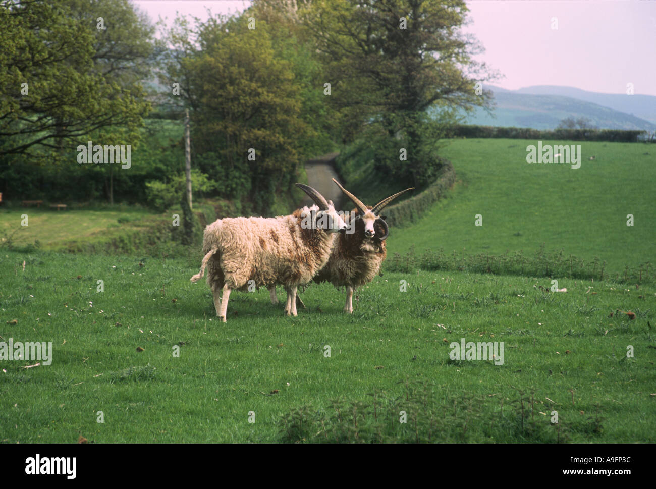 Badger Faced Rams Sheep Natural World Denbighshire North East Wales ...