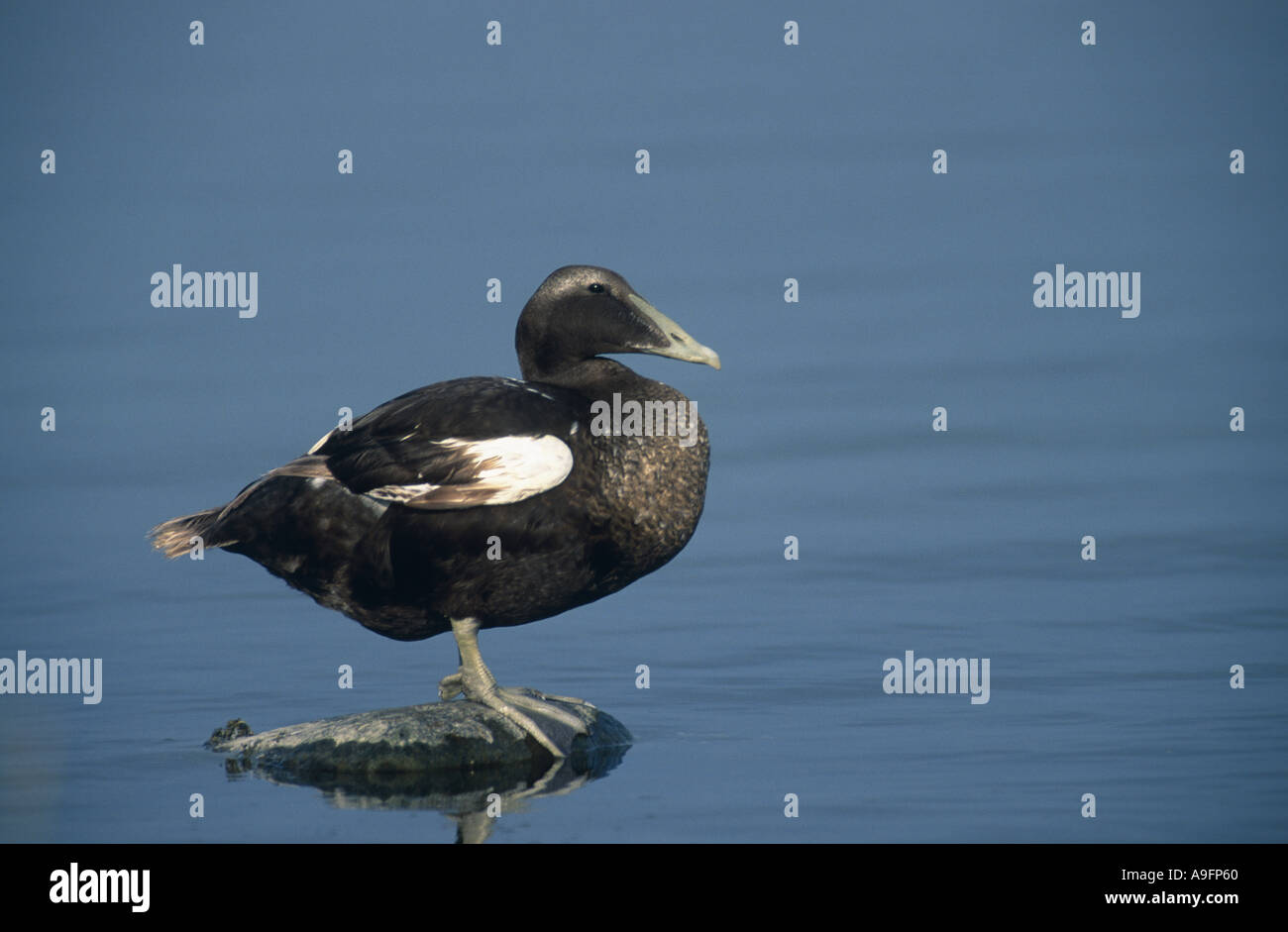 common eider (Somateria mollissima), immature male standing on stone ...
