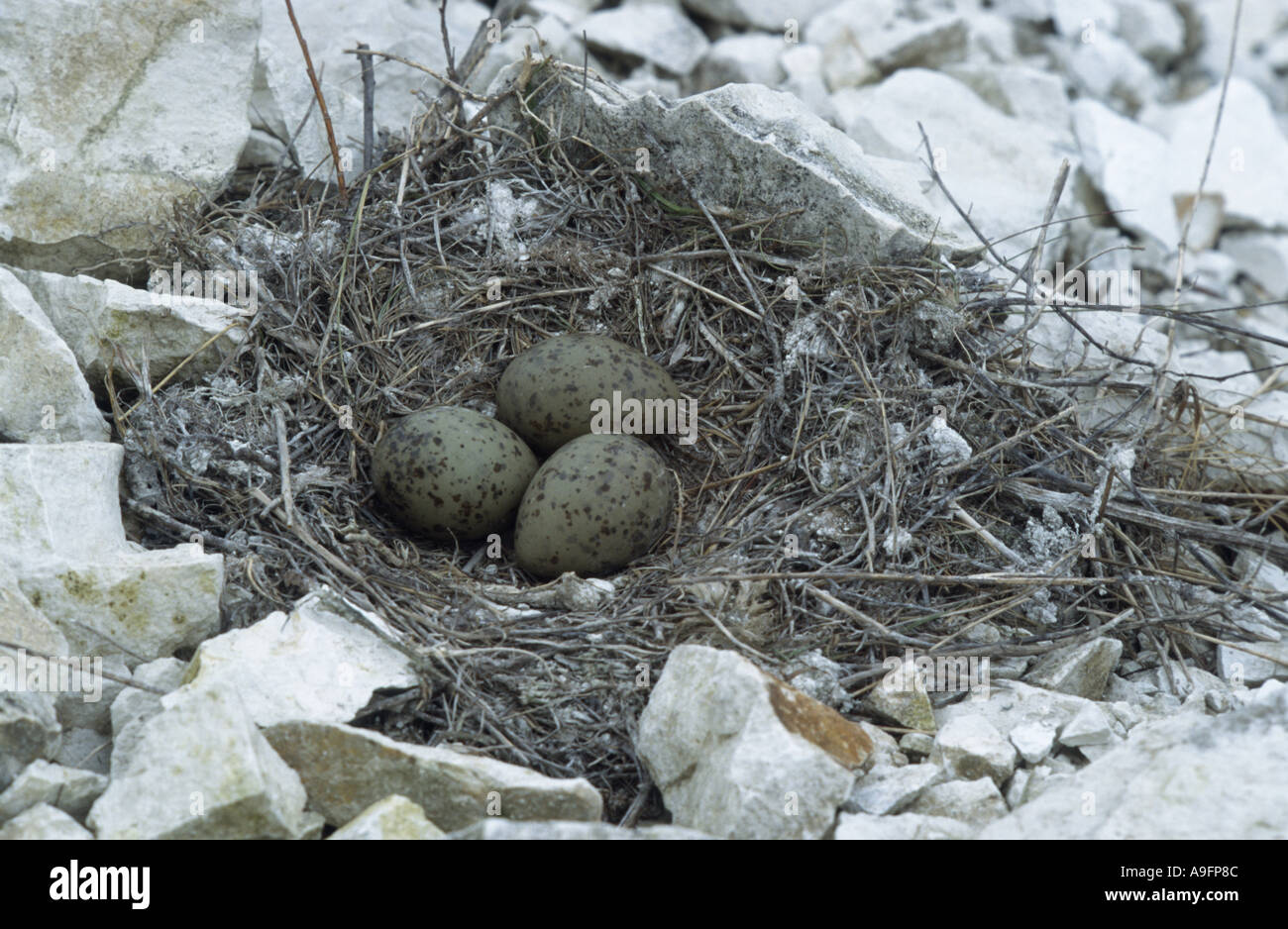 mew gull (Larus canus), nest with eggs, Norway, bird island Runde, Jun ...