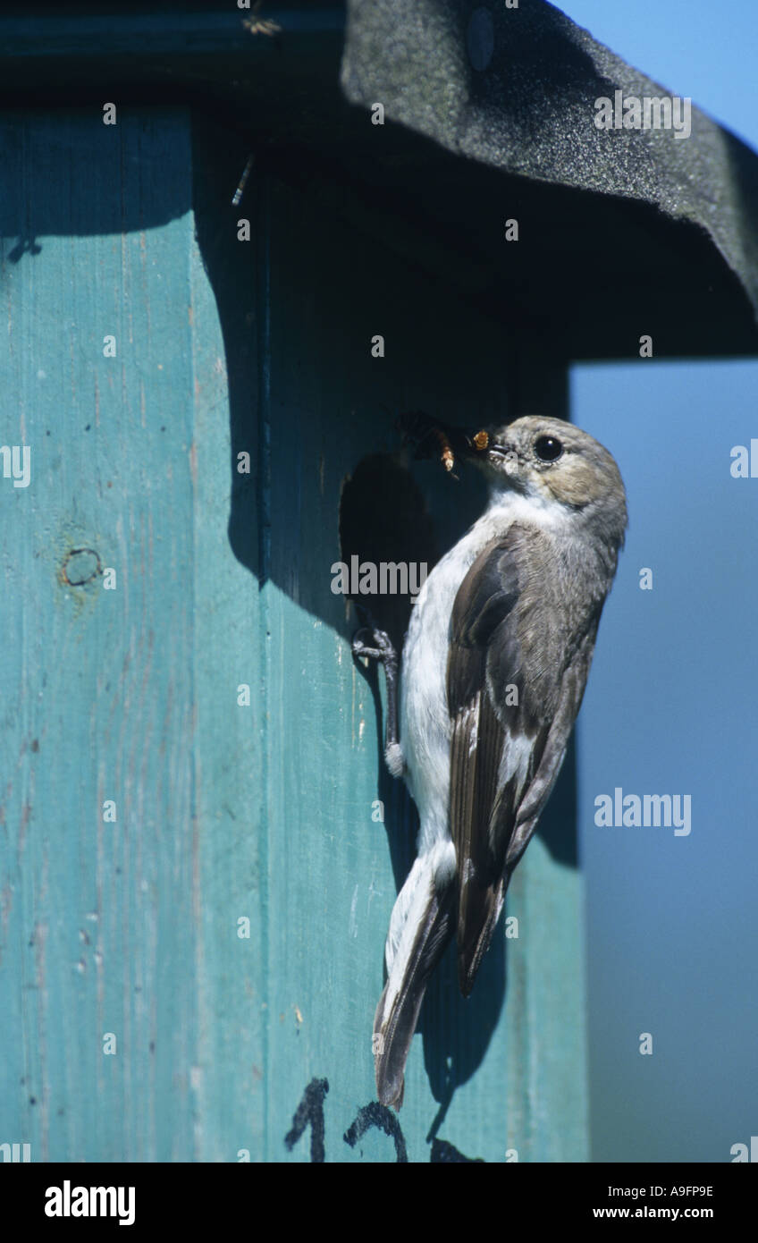 pied flycatcher (Ficedula hypoleuca), at nest box, with prey in its ...
