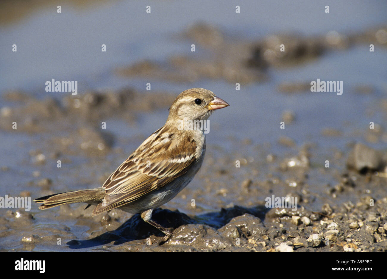 house sparrow (Passer domesticus), young bird, Hungary, Plattensee ...