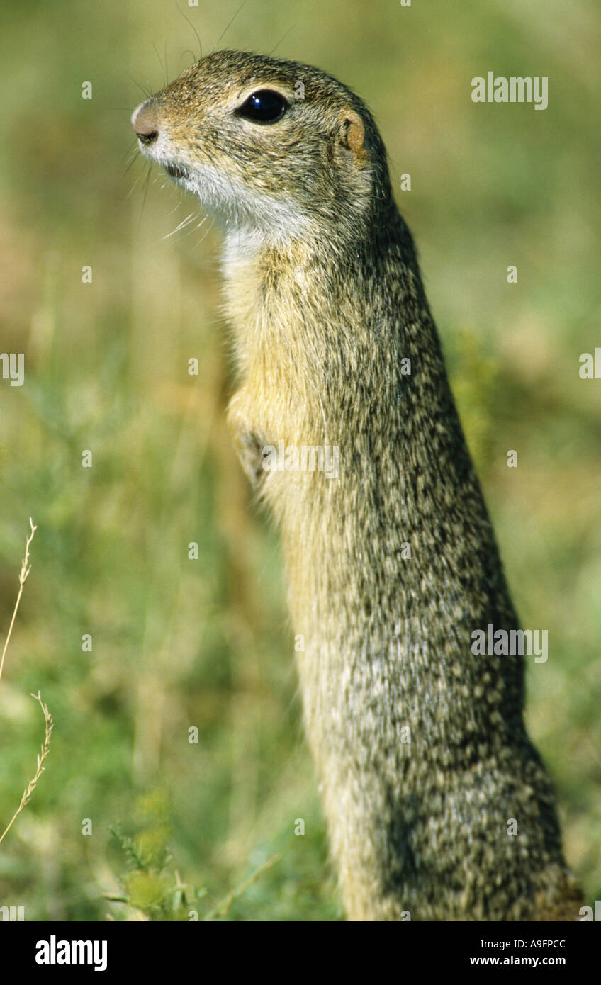European ground squirrel, European suslik, European souslik (Citellus ...