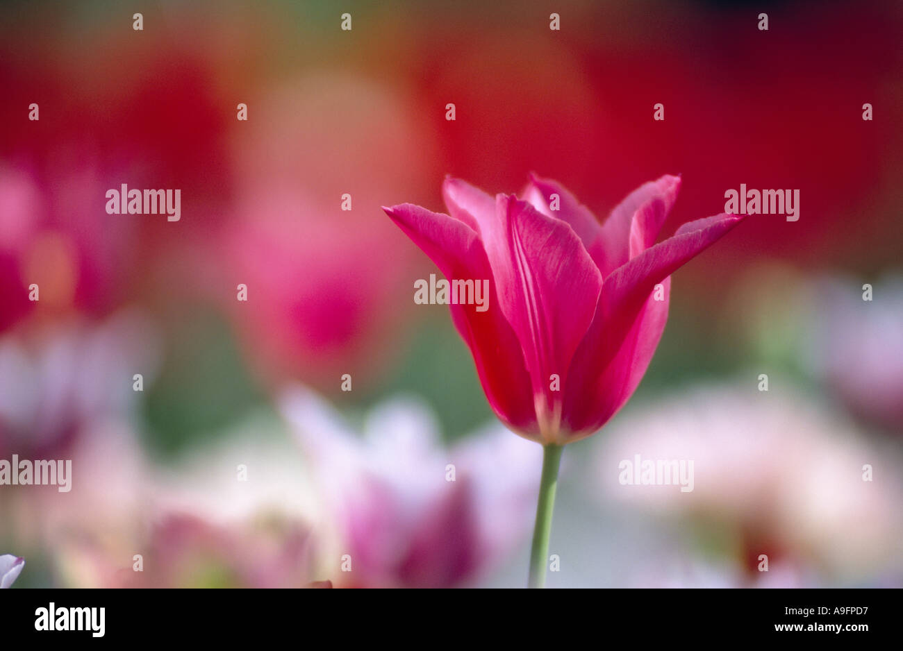 common garden tulip (Tulipa spec.), flower, Germany Stock Photo - Alamy