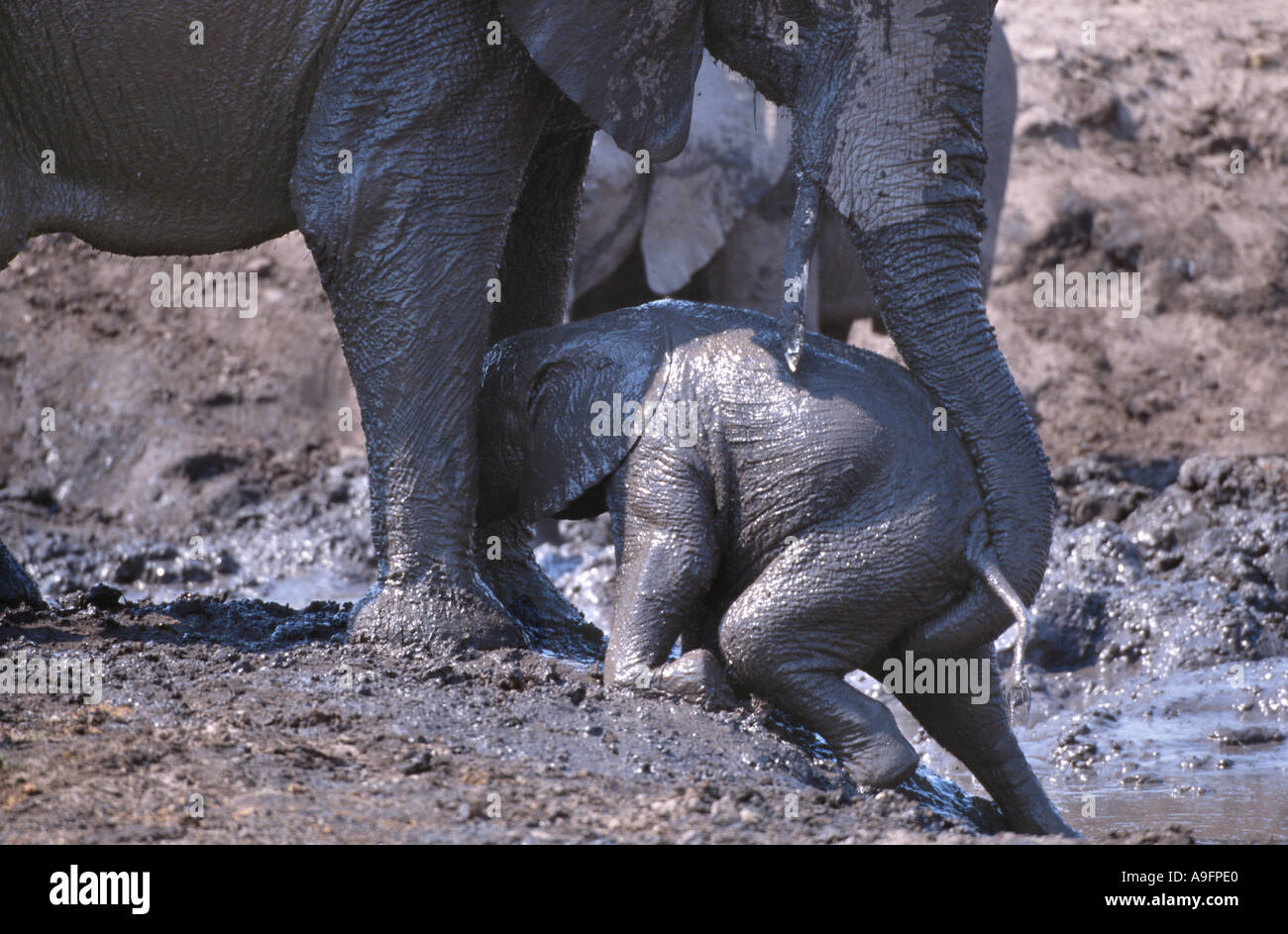 Elephant baby mother help hi-res stock photography and images - Alamy