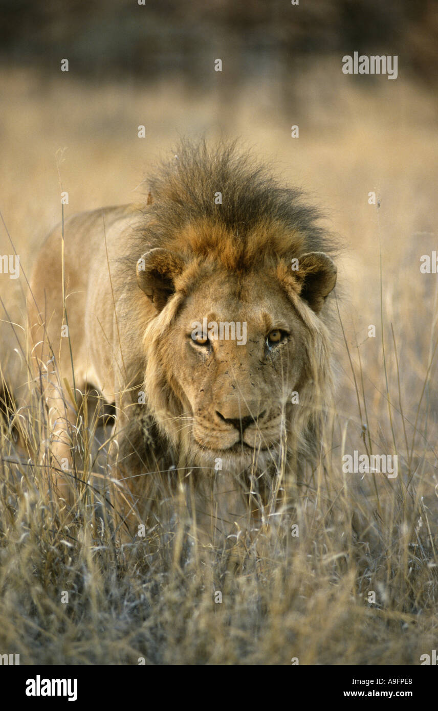 lion (Panthera leo), male, Namibia, Farm Harnas Stock Photo - Alamy