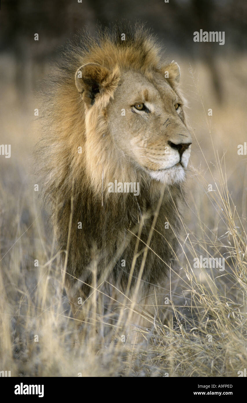 lion (Panthera leo), male lion, Namibia, Farm Harnas, Sep 03 Stock ...