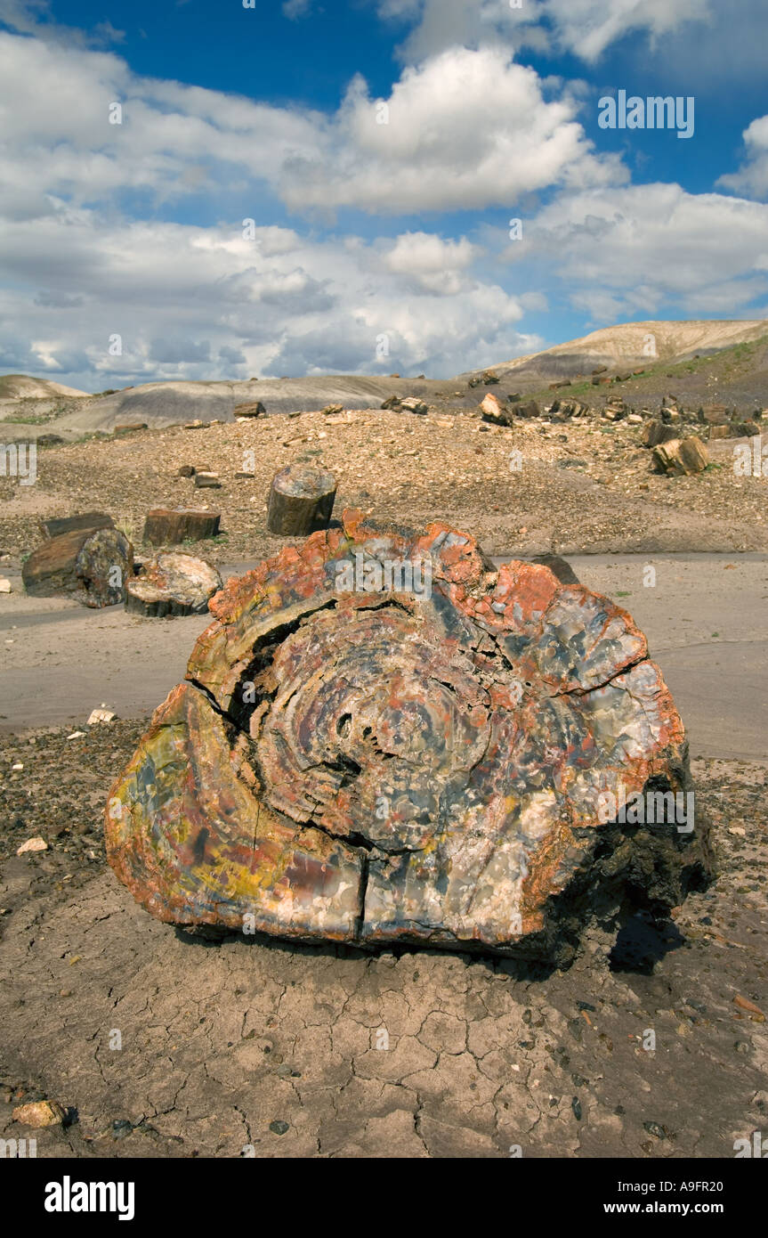 PETRIFIED LOG, Petrified Forest National Park Arizona Stock Photo - Alamy