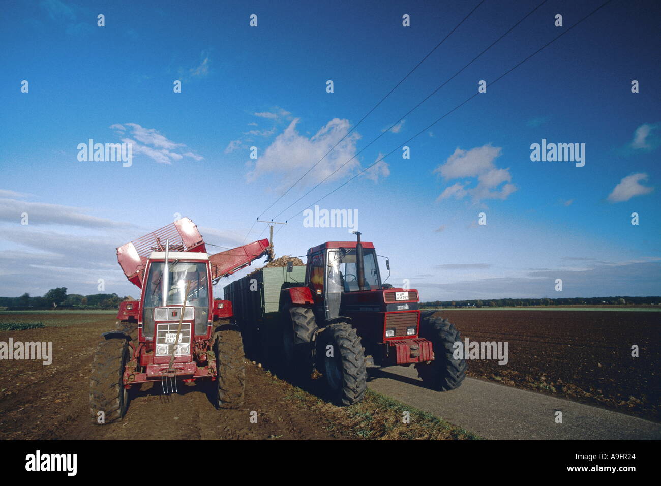sugar beet harvesting, loading of sugar beets from crop machine on ...