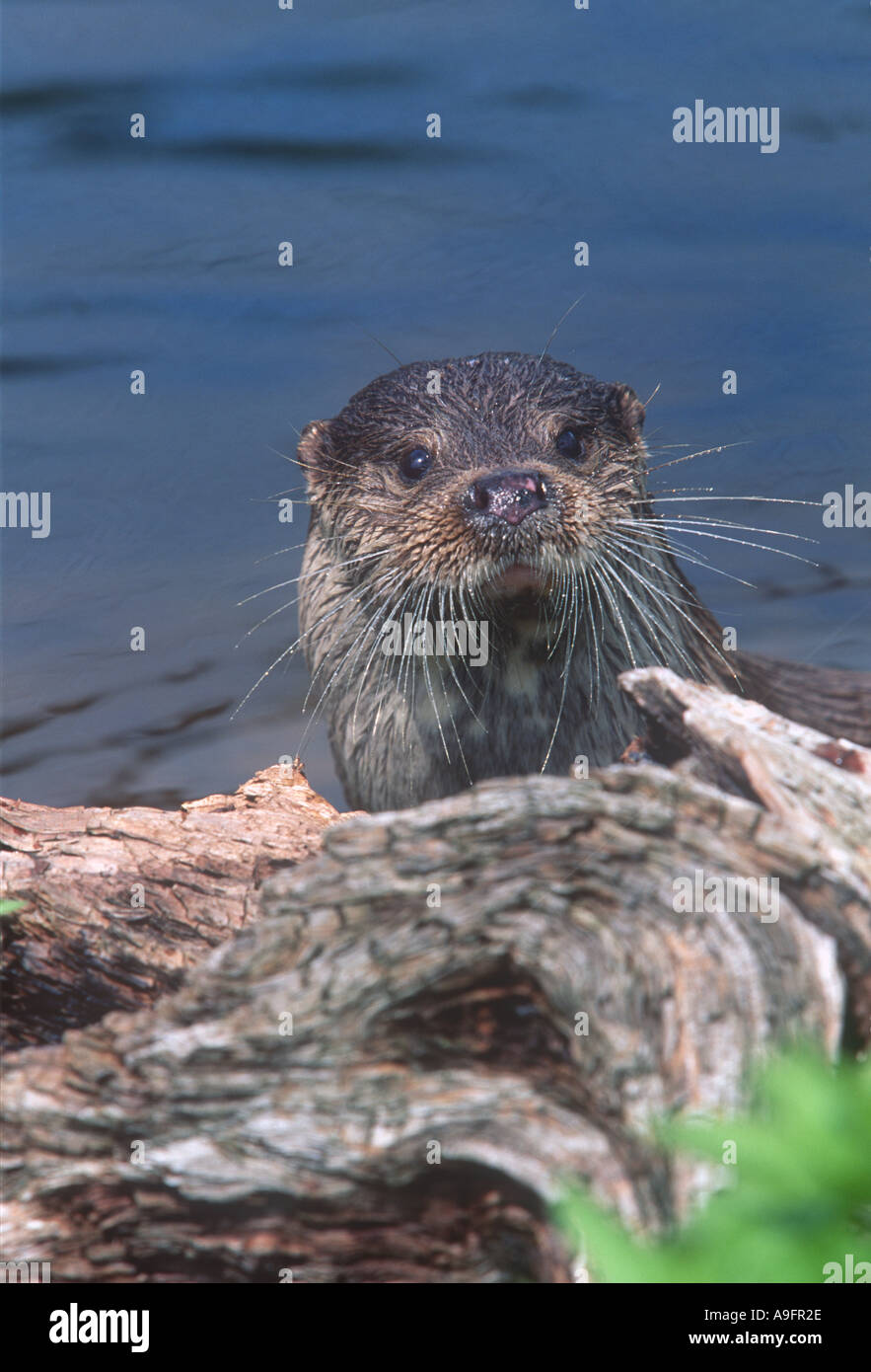 Welsh otter hi-res stock photography and images - Alamy