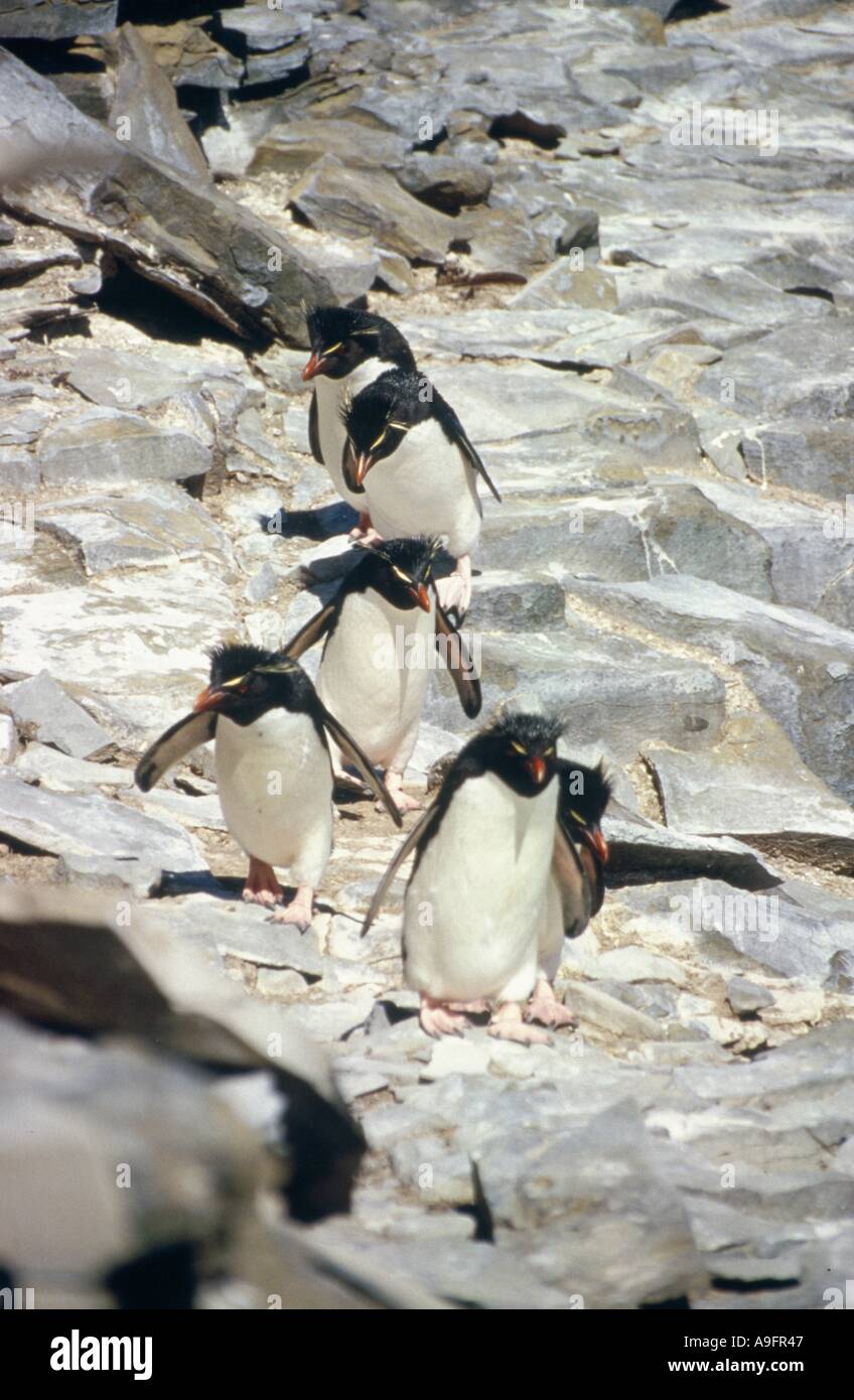Five walking penguins hi-res stock photography and images - Alamy