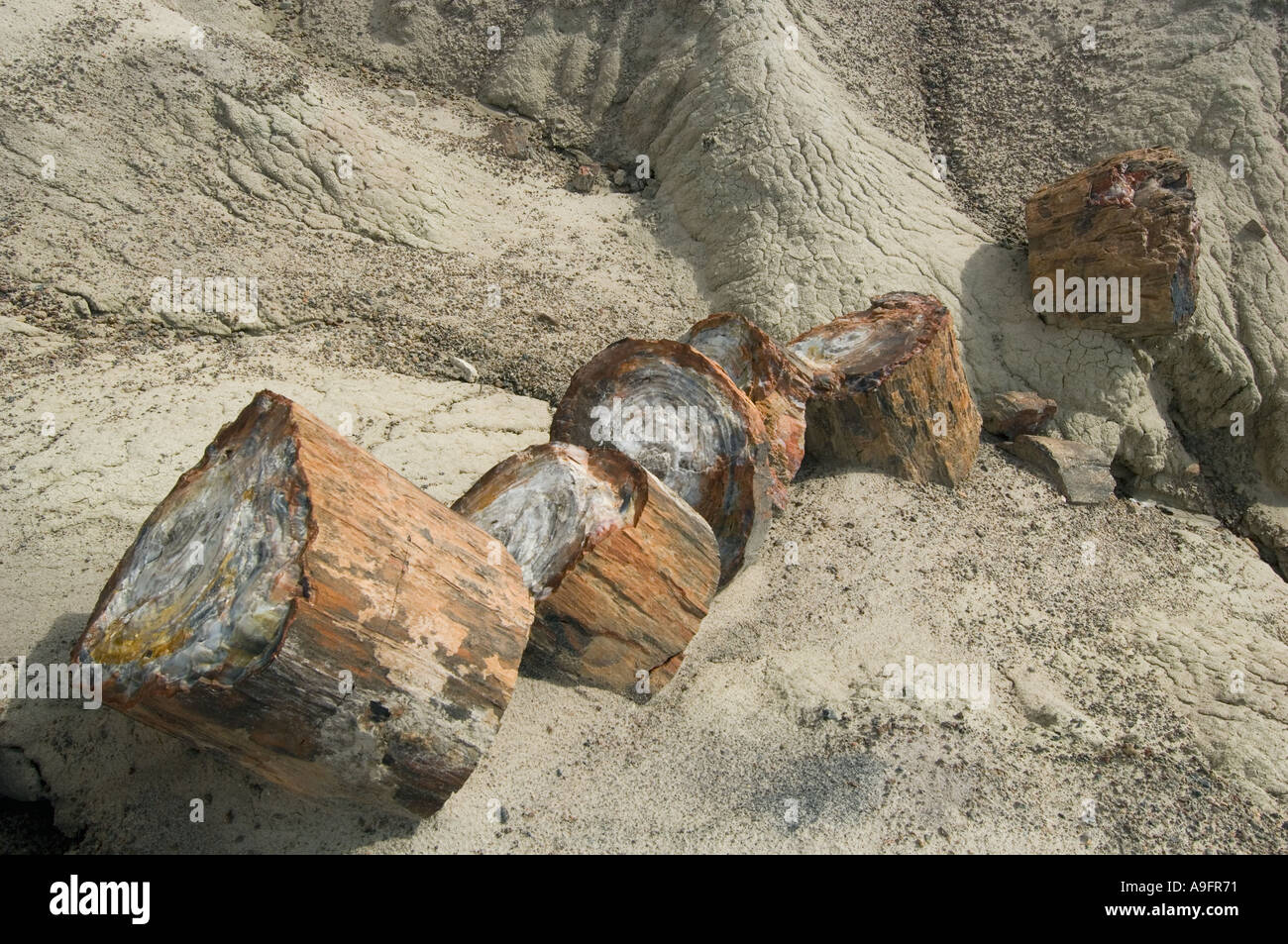 PETRIFIED LOG, Petrified Forest National Park, Arizona Stock Photo - Alamy
