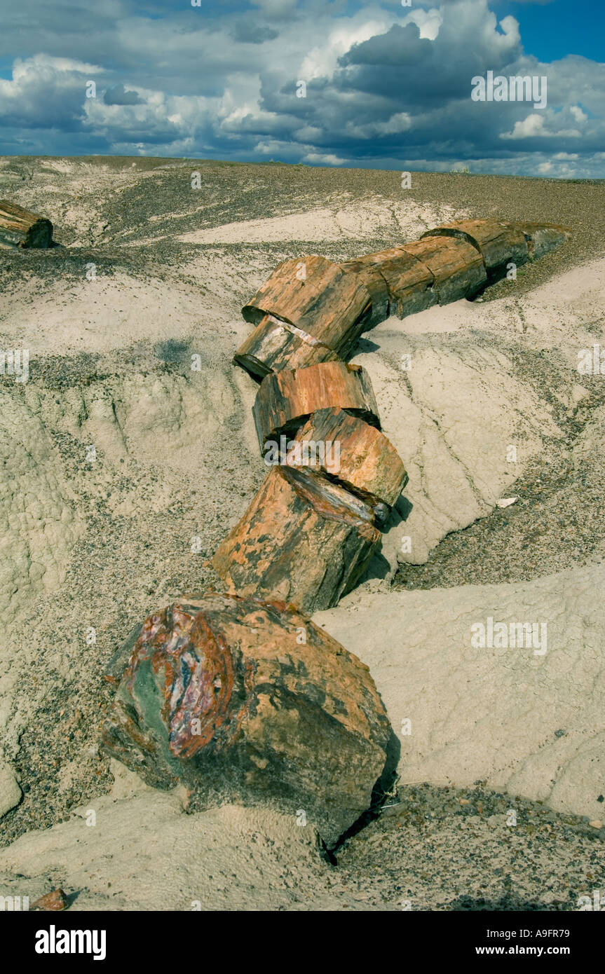 PETRIFIED LOG, Petrified Forest National Park, Arizona Stock Photo - Alamy