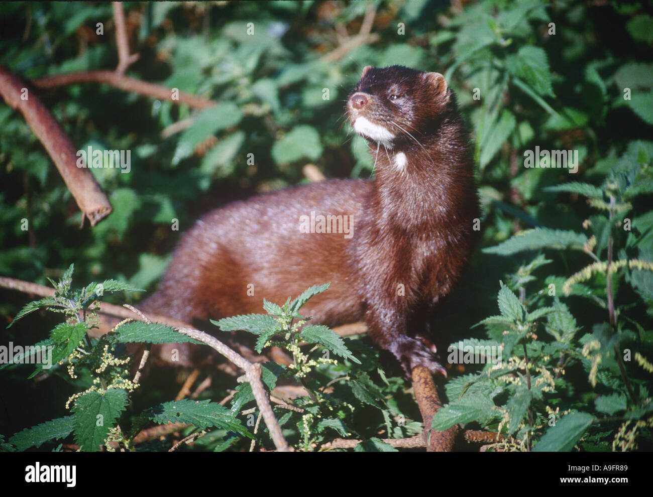 North american mink animals natural hi-res stock photography and images ...