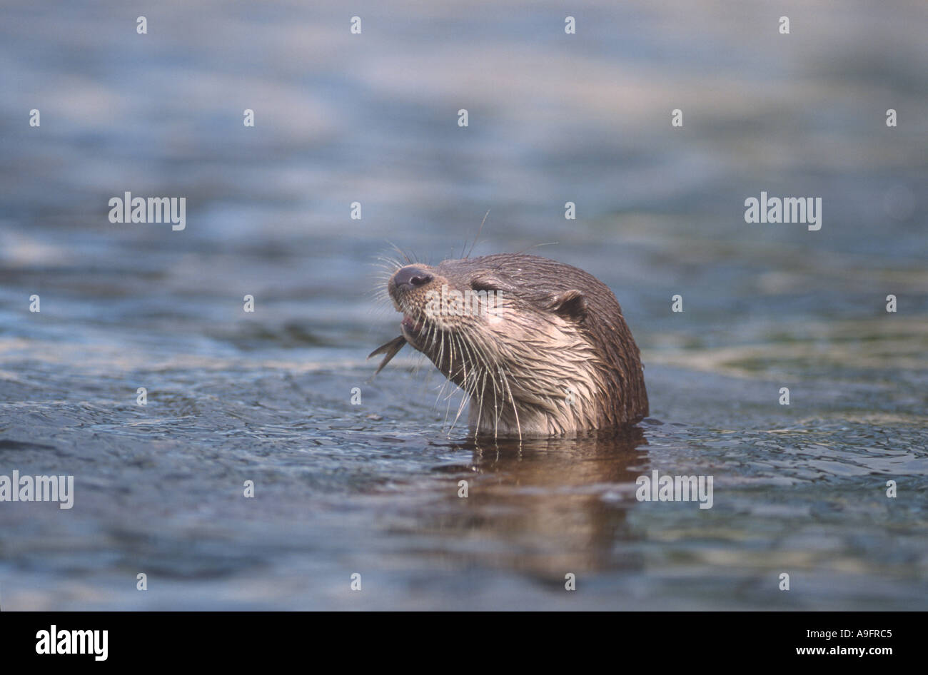 Welsh otter hi-res stock photography and images - Alamy