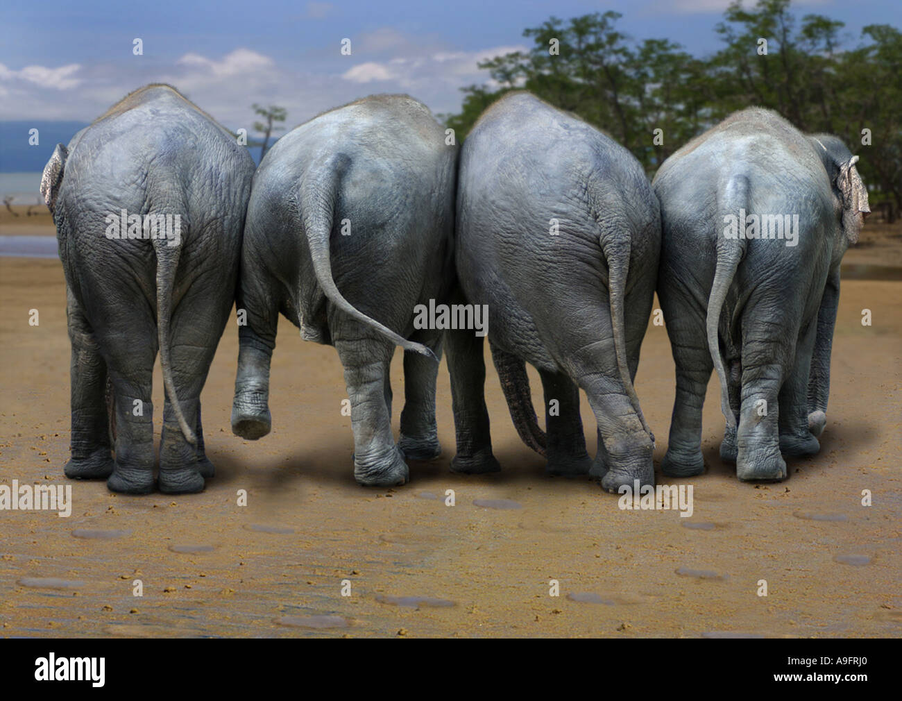 Elephant dance hi-res stock photography and images - Alamy