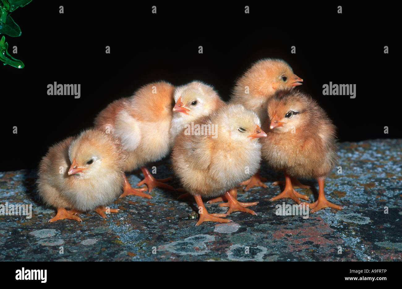 6 chicks hi-res stock photography and images - Alamy