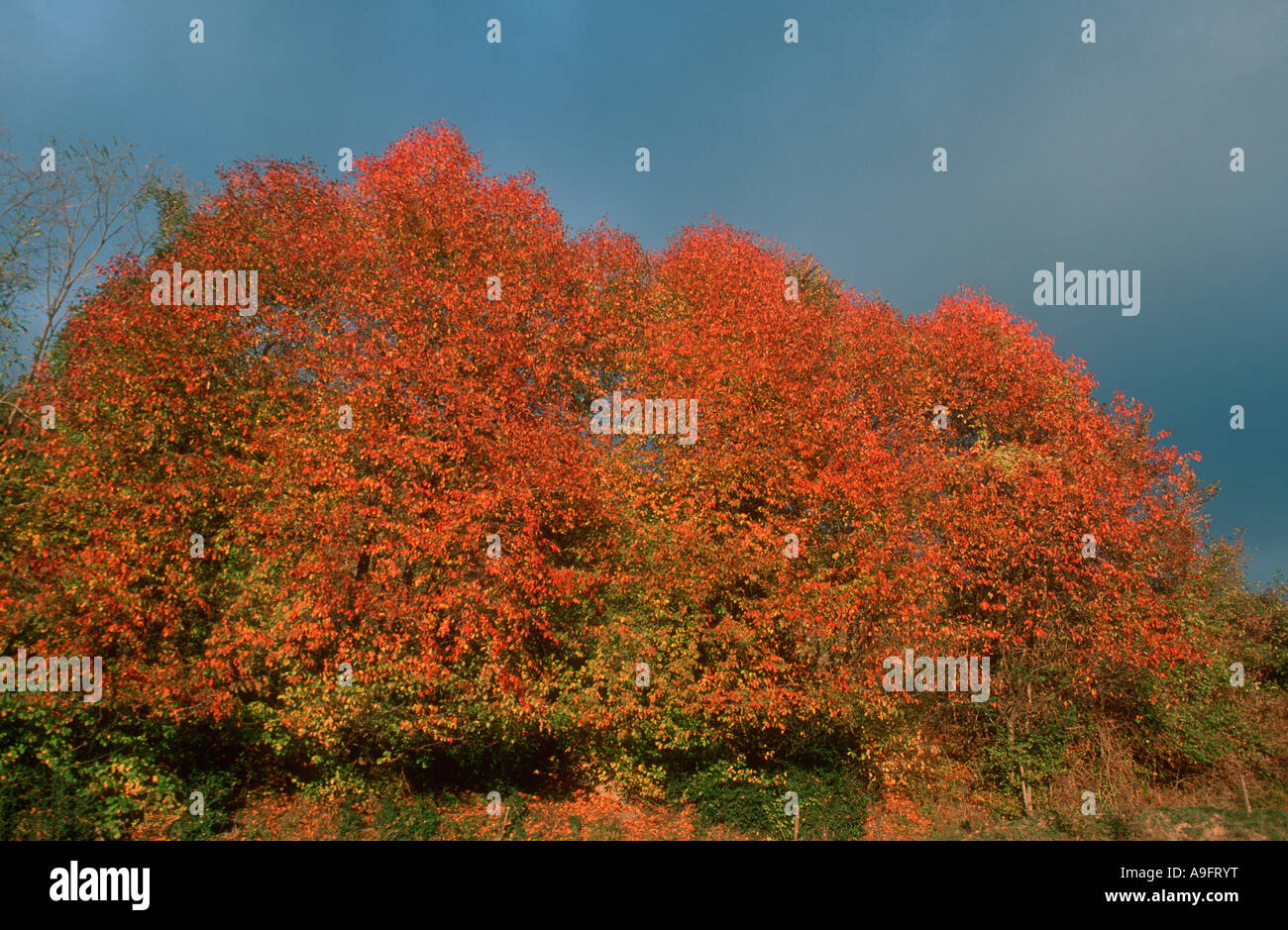 Cherry Trees, Prunus avium. Autumn Stock Photo - Alamy