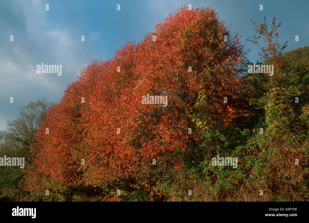 Cherry Trees, Prunus avium. Autumn Stock Photo - Alamy