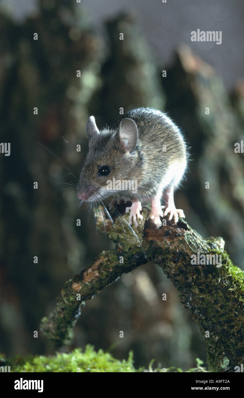 yellow-necked mouse (Apodemus flavicollis), on forest ground, Germany ...