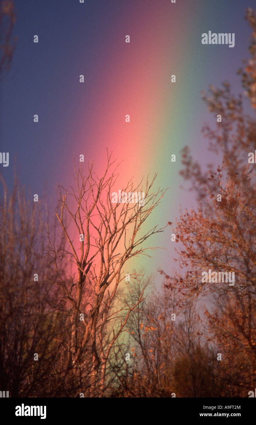 Rainbow over trees Stock Photo - Alamy