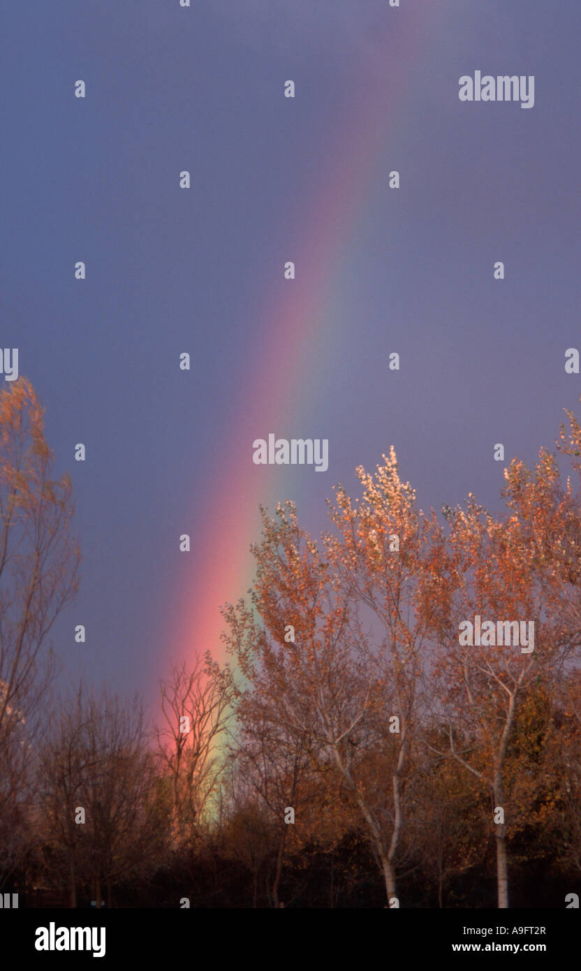 Rainbow over trees Stock Photo - Alamy