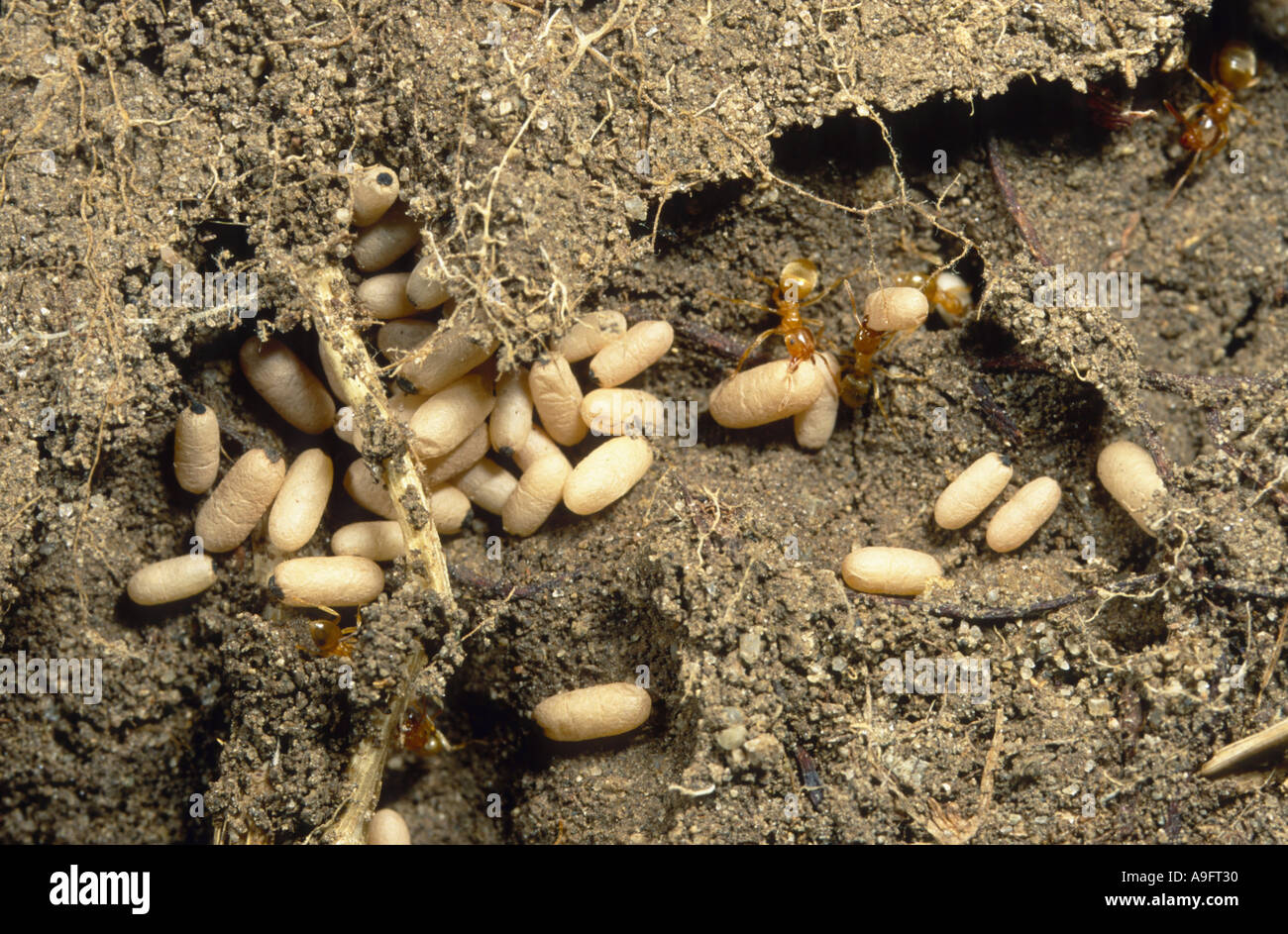 Ant mound cross section hi-res stock photography and images - Alamy
