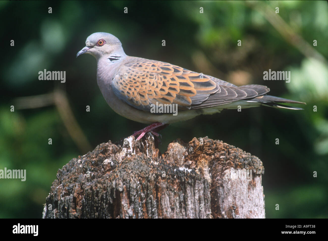 Turtle doves uk hi-res stock photography and images - Alamy