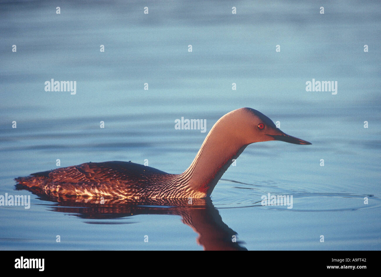 Red Throated Diver Birds Natural World Environment Wales Stock Photo ...