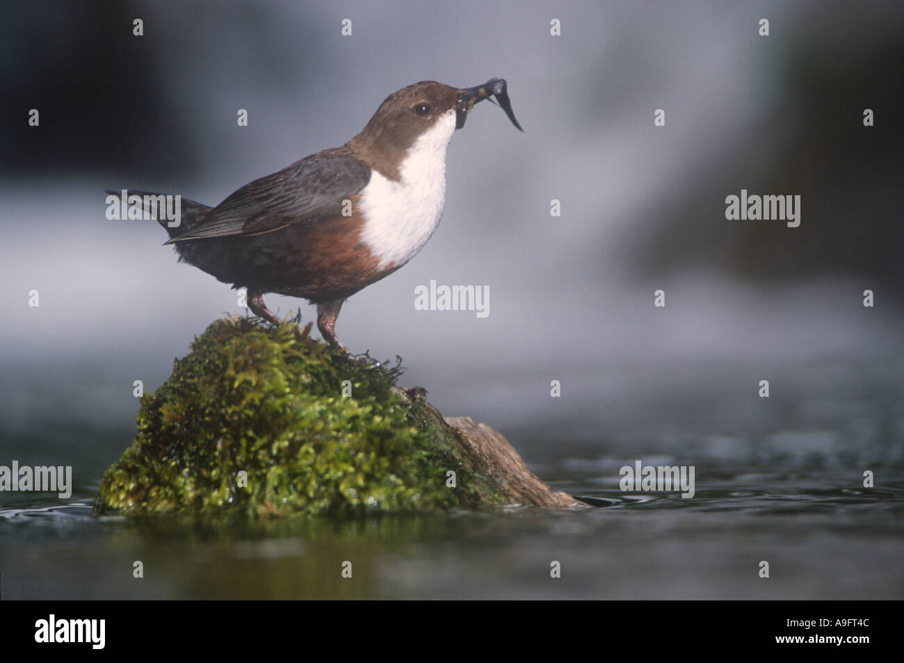 Dipper Birds Natural World Environment Wales Stock Photo - Alamy