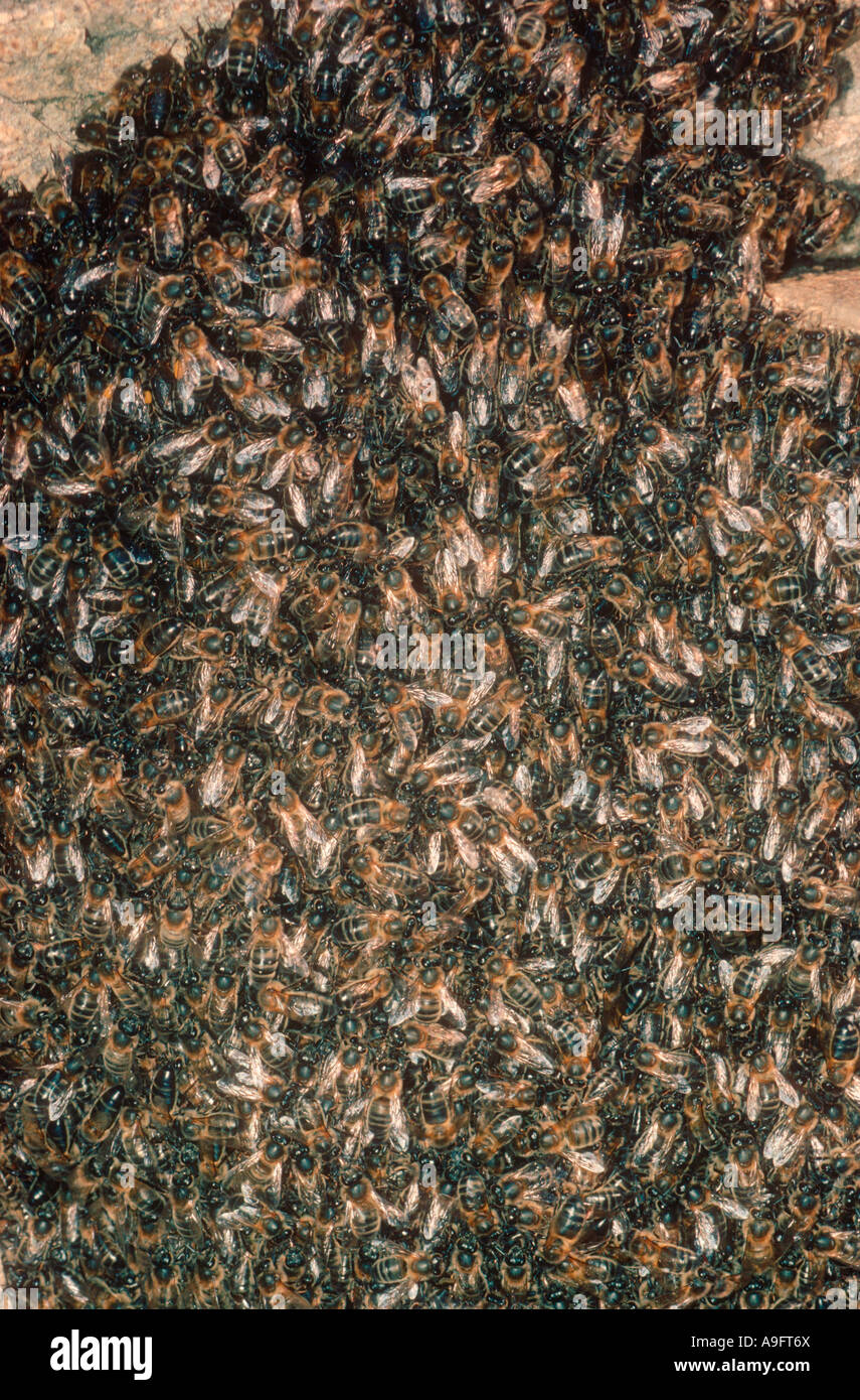 Honey Bees, Apis mellifera. Swarm closeup Stock Photo - Alamy
