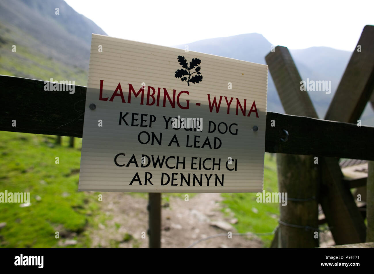 Lambing wales hi-res stock photography and images - Alamy