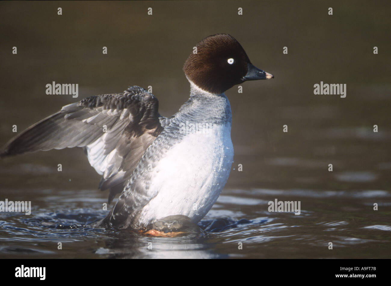 Goldeneye Birds Natural World Environment Wales Stock Photo - Alamy