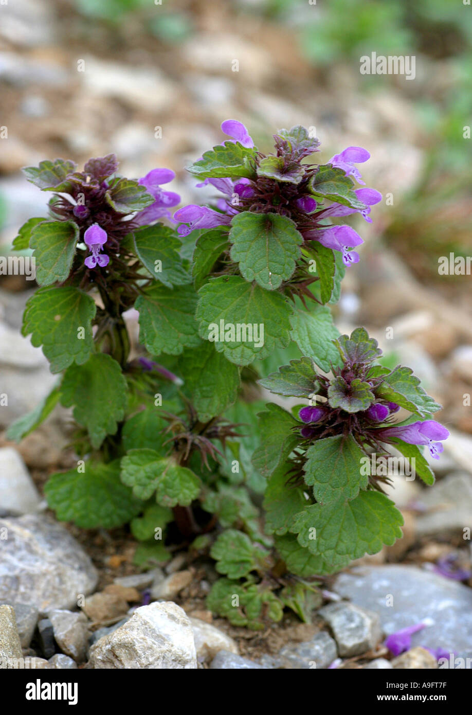 red dead-nettle, purple deadnettle (Lamium purpureum), blooming plants ...